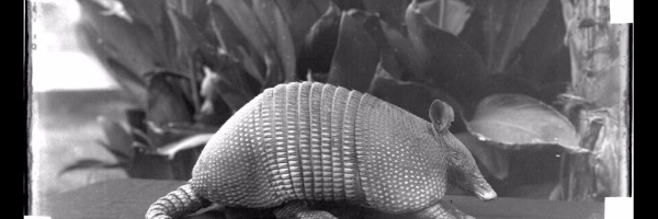 Robert Runyon: Texas Photography’s Best-Kept Secret? - Reporting Texas ...