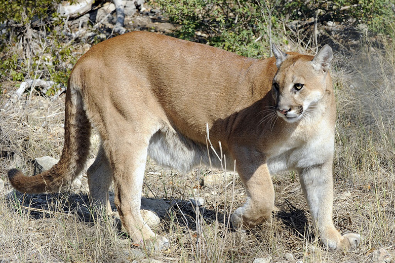 Estimating Texas Mountain Lion Population Is Like Herding Cats ...