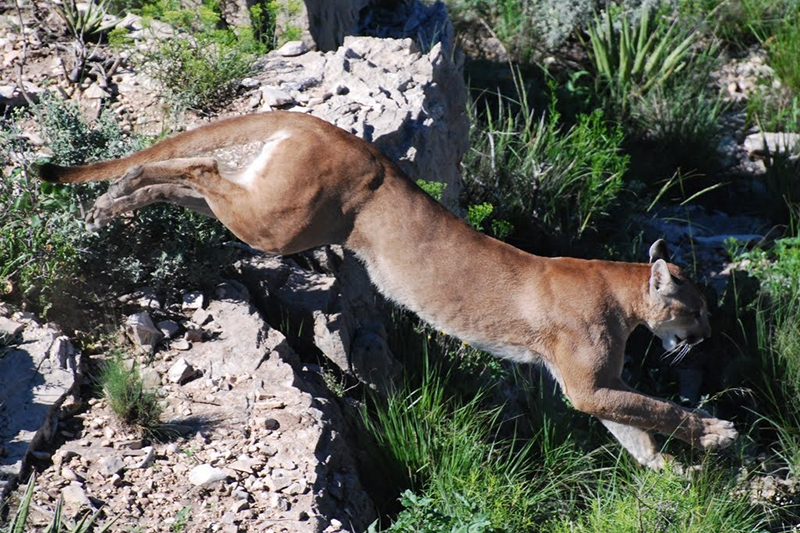 Estimating Texas Mountain Lion Population Is Like Herding Cats ...