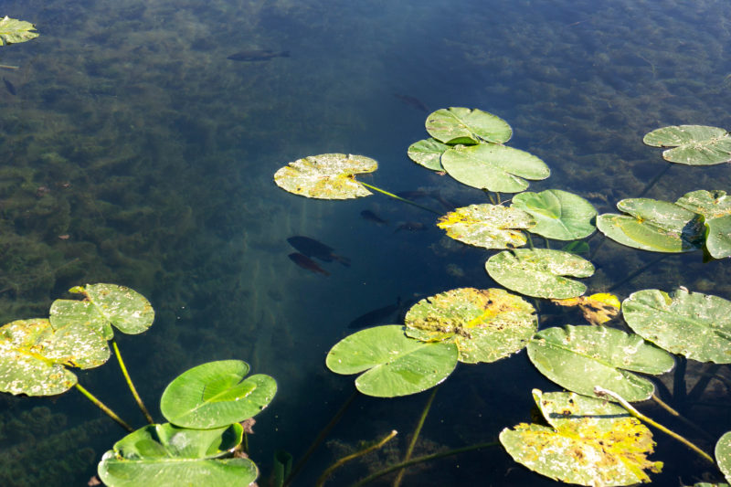 Invasive Aquatic Species Are Threatening Texas Waterways - Reporting ...