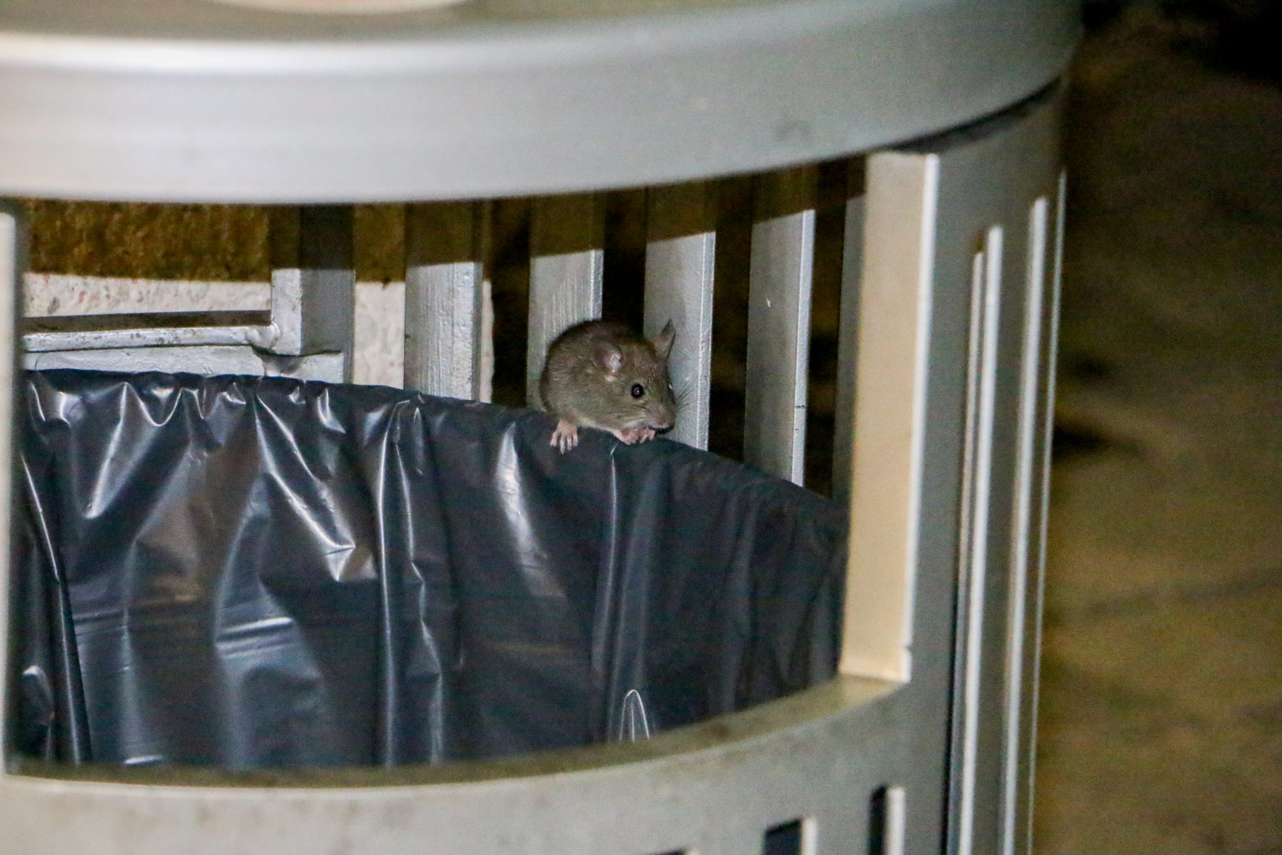 Oh, Rats! Rodents on Campus Are UT's Hidden Nightlife - Reporting Texas ...