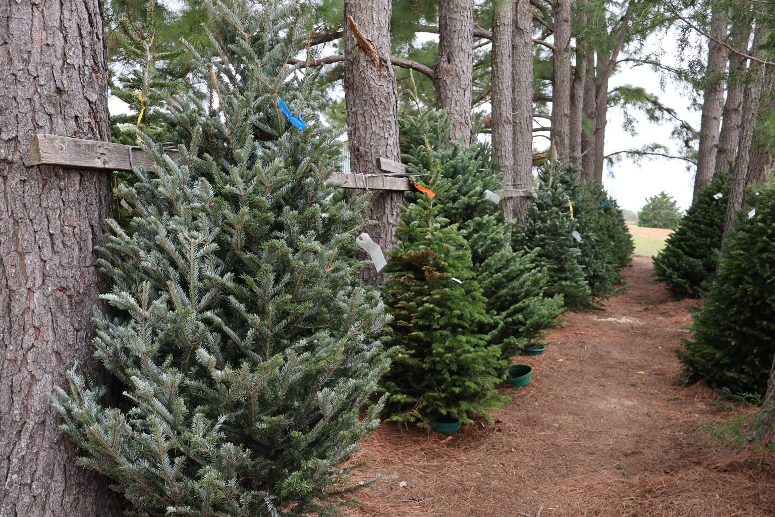 Texas Christmas Tree Farmers Persevere Through Droughts to Keep Holiday ...